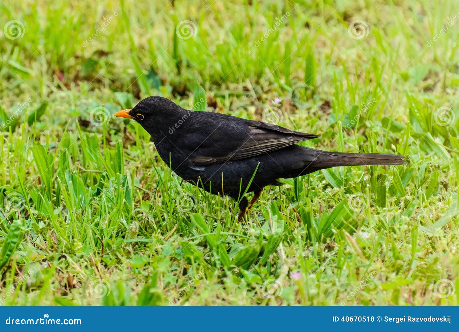 Melro comum foto de stock. Imagem de comum, grama, tordo - 40670518