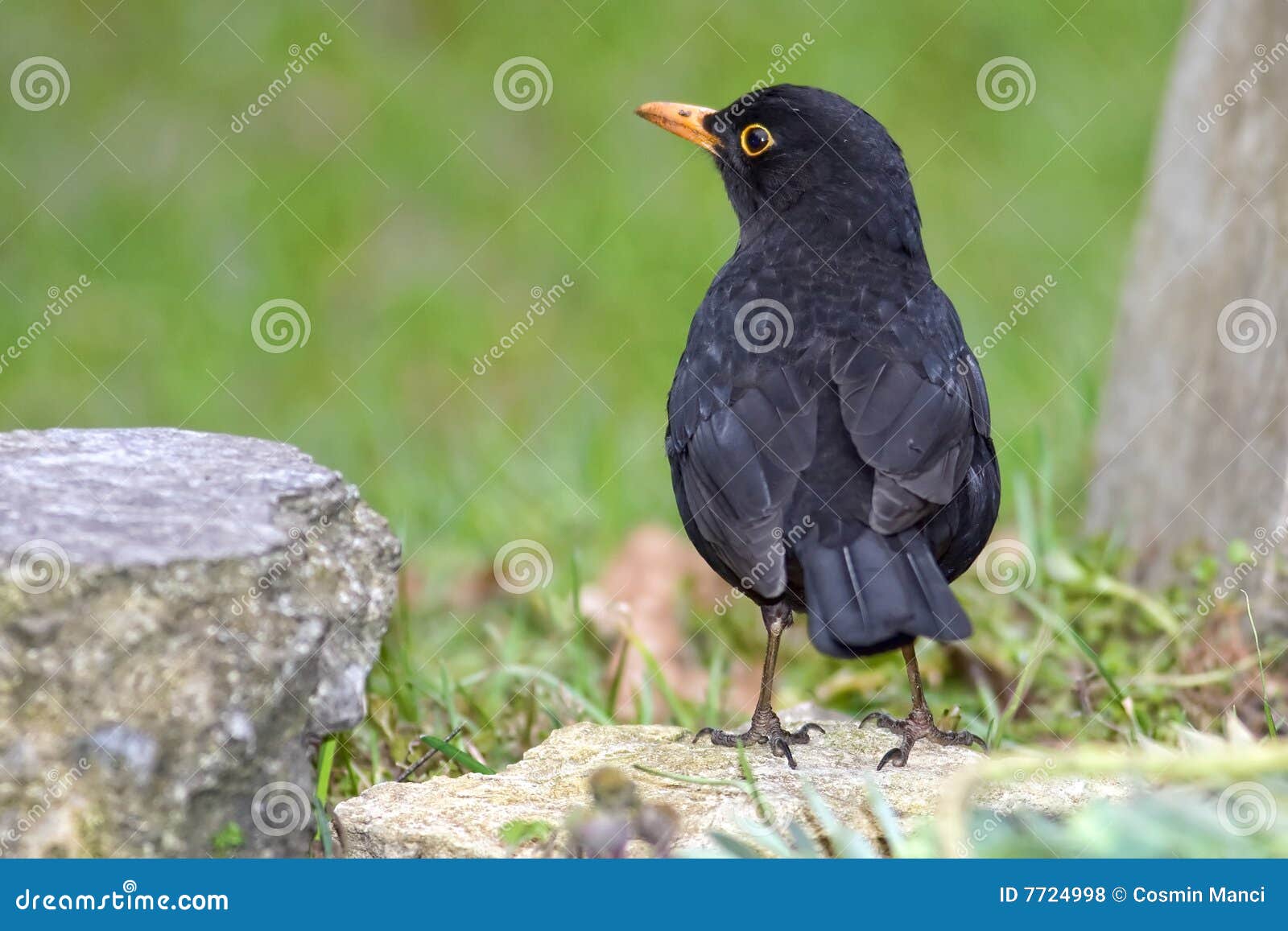 Melro comum foto de stock. Imagem de comum, nave, preto - 7724998