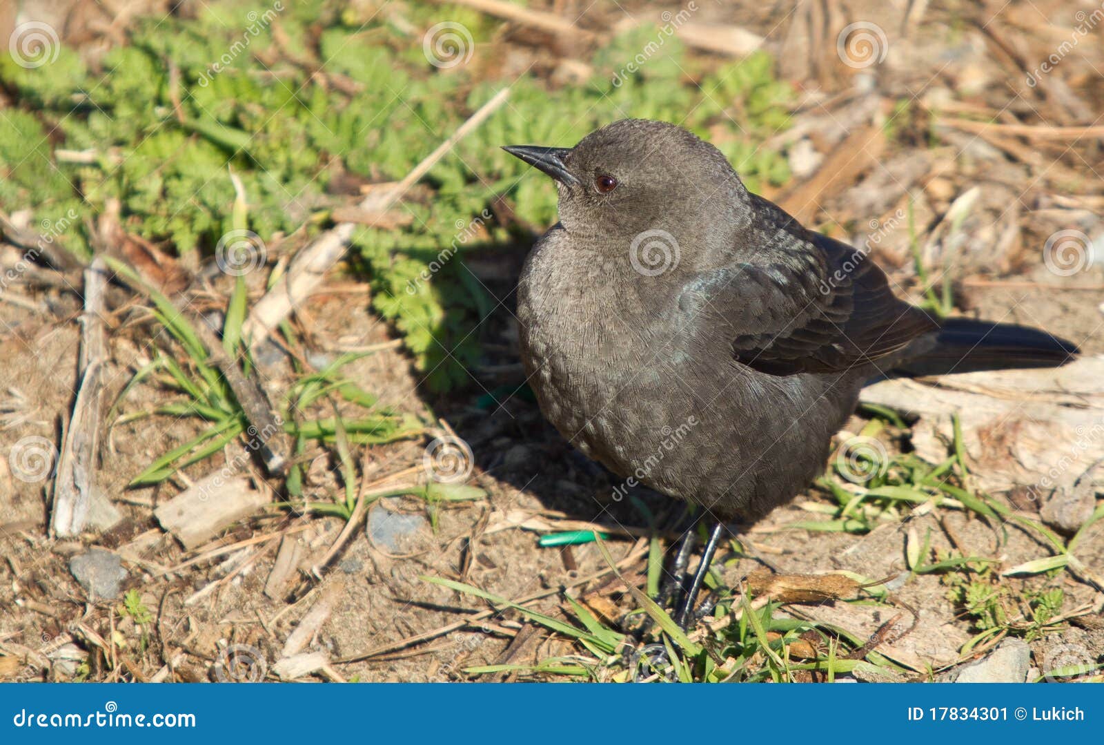 Melro De Cervejeiro (cyanocephalus Do Euphagus) Imagem de Stock ...