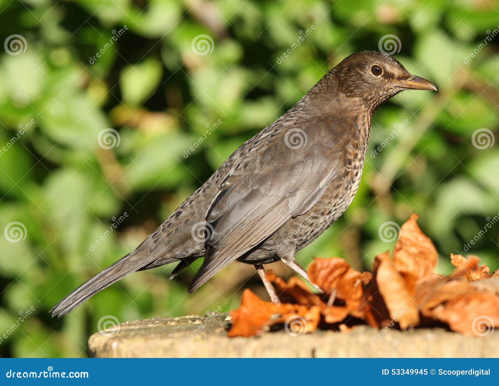 Melro fêmea imagem de stock. Imagem de amarelo, mola - 53349945