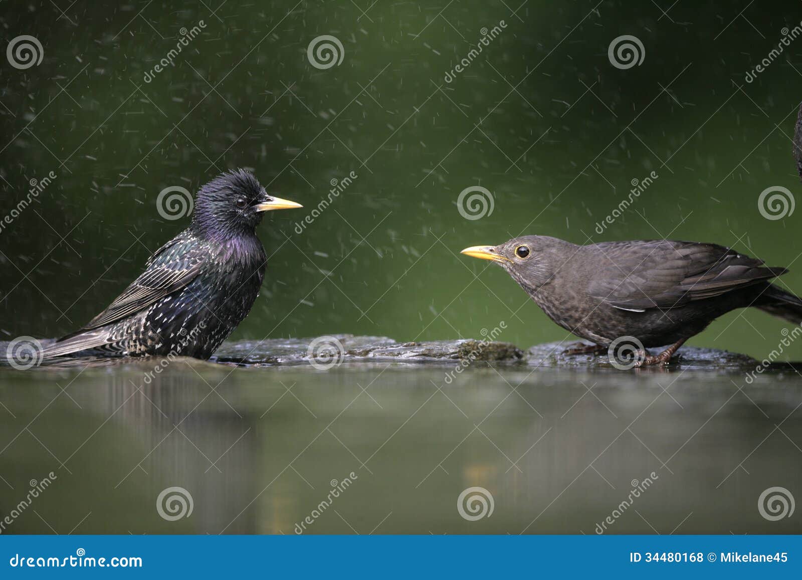 Melro, merula do Turdus, foto de stock. Imagem de wildlife - 34480168