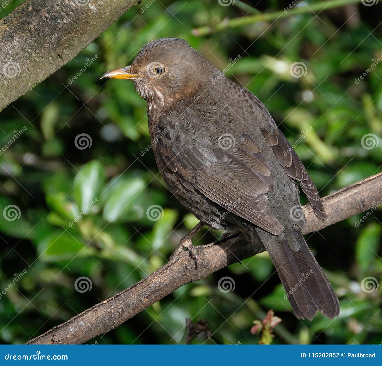 Melro No Jardim Urbano Da Casa Foto de Stock - Imagem de alimento ...