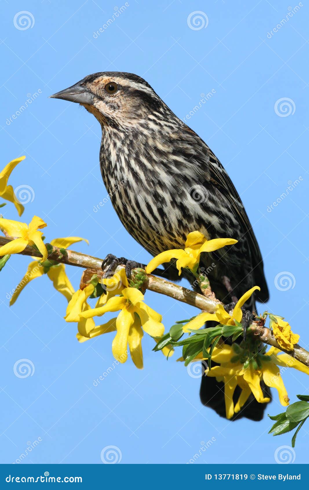 Melro Red-winged fêmea imagem de stock. Imagem de preto - 13771819