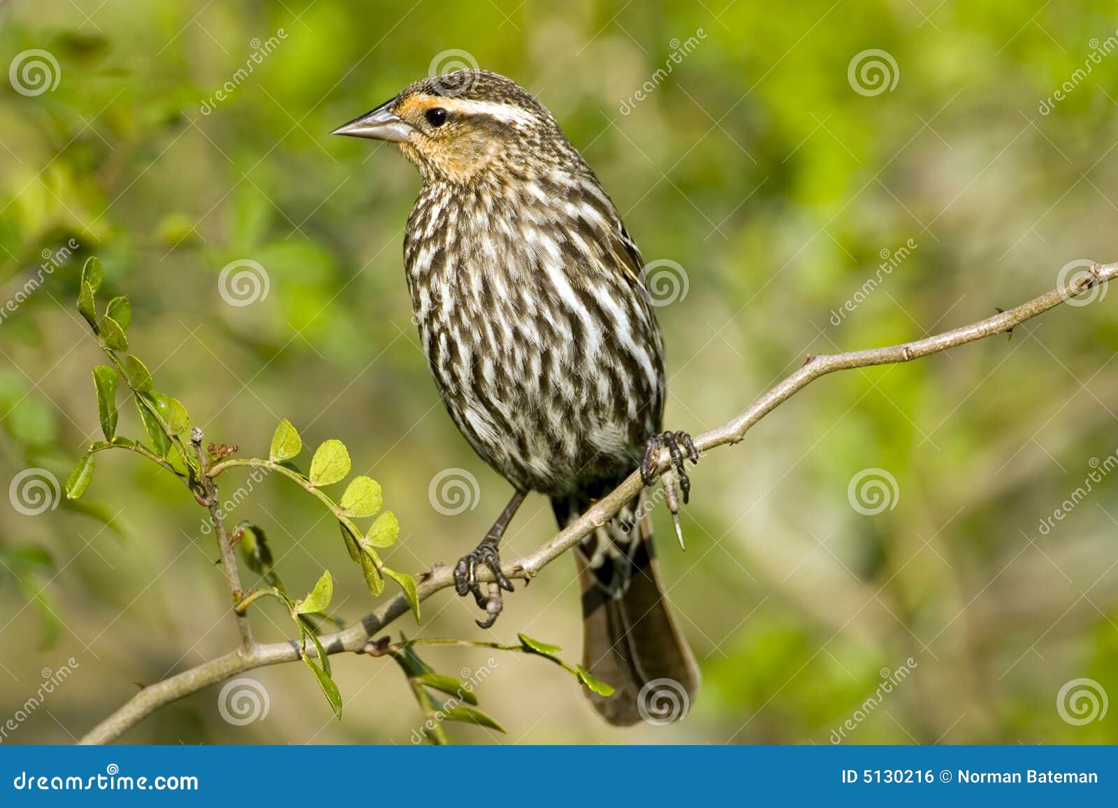 Melro Red-winged fêmea foto de stock. Imagem de emigrante - 5130216