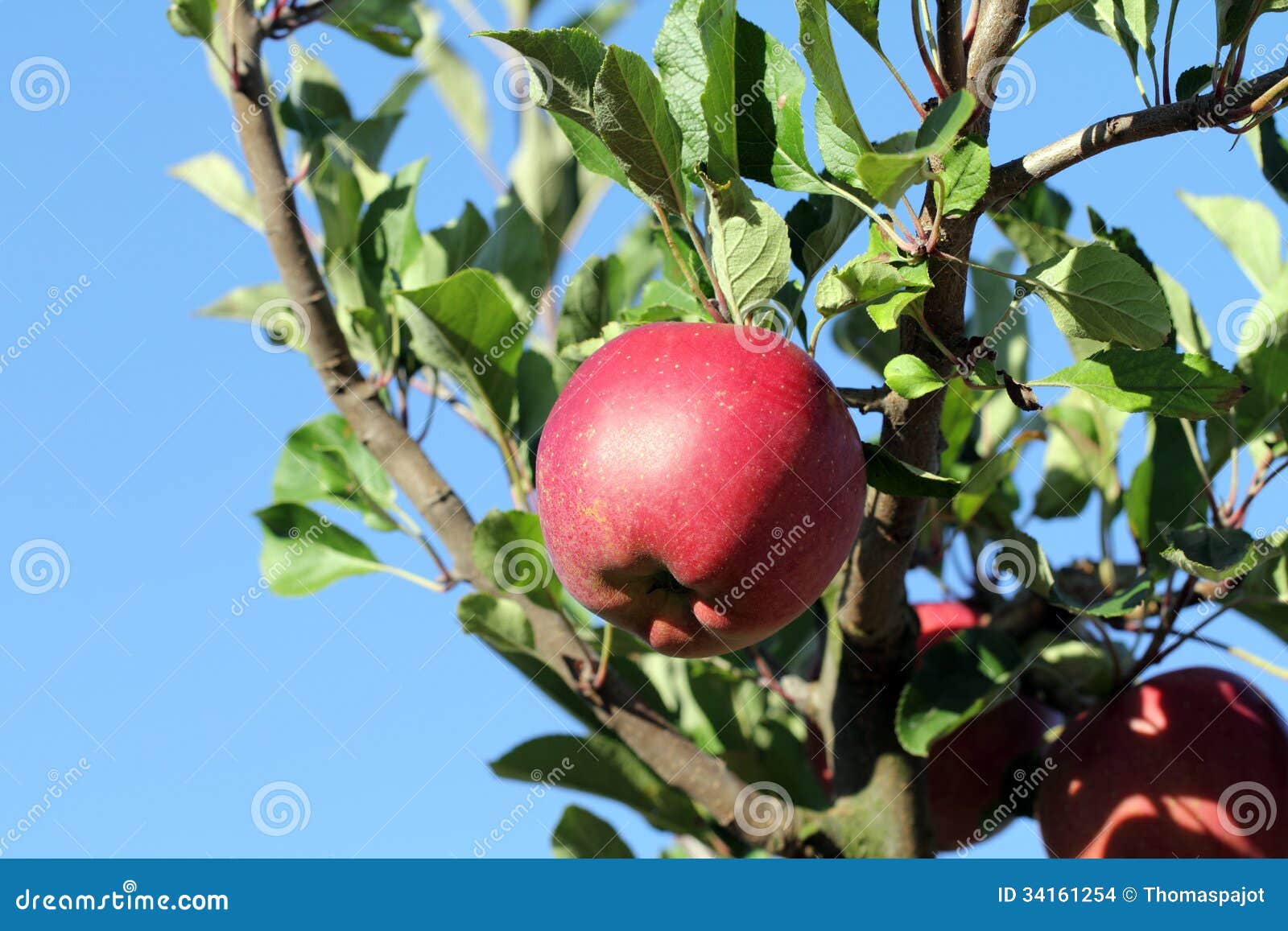 Melrose apple stock photo. Image of vegetable, variety - 34161254