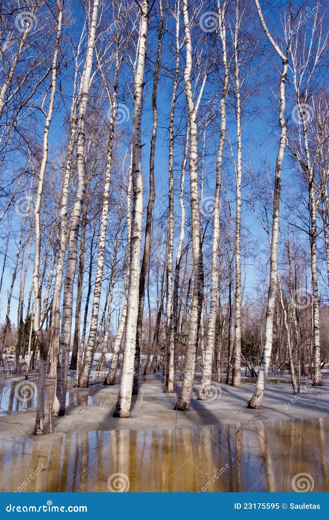 Melt Snow Ice Spring Birch Forest Tree Trunk Sky Stock Image - Image of ...