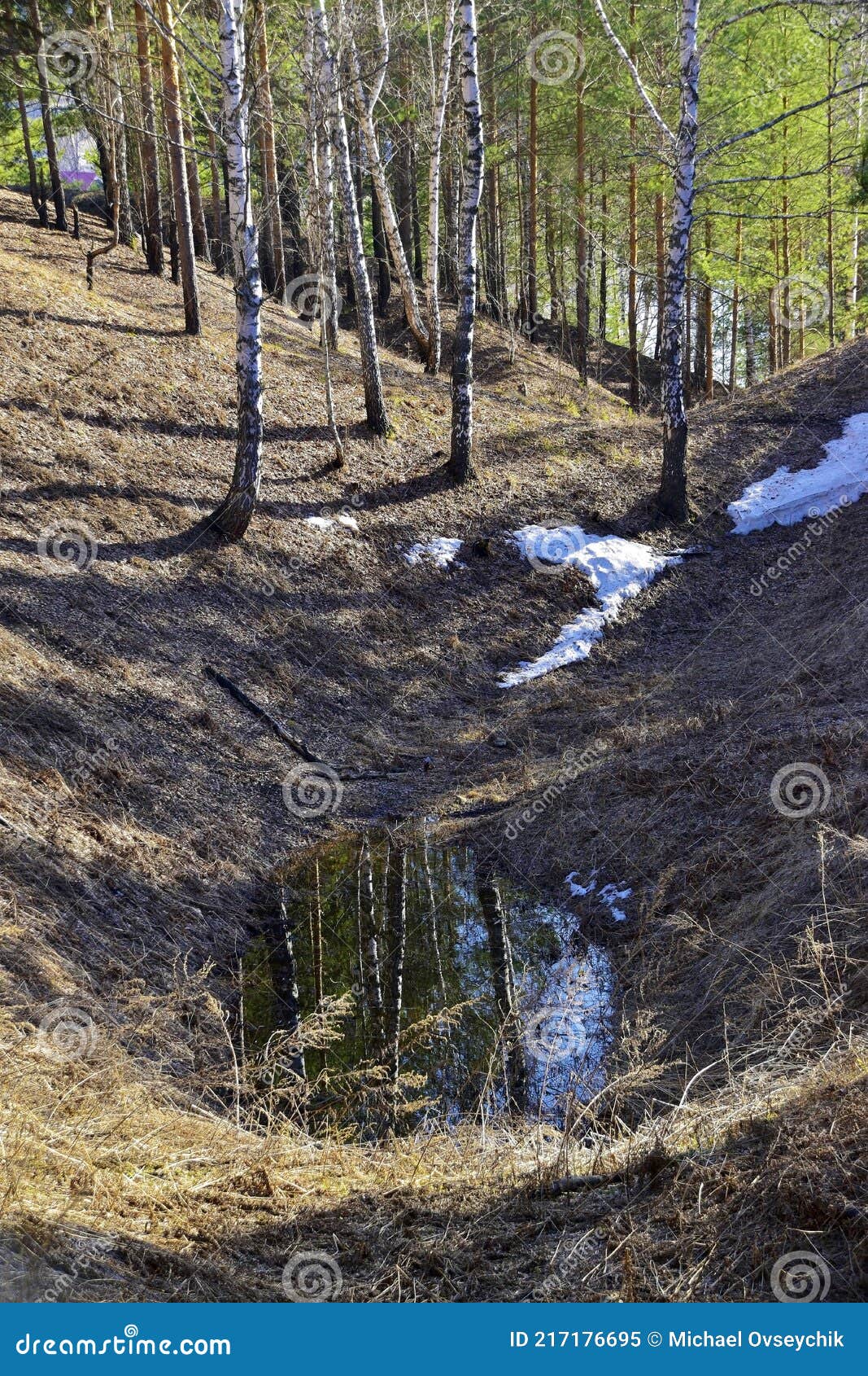 Melt Water in the Spring Forest Stock Image - Image of peaceful, flow ...