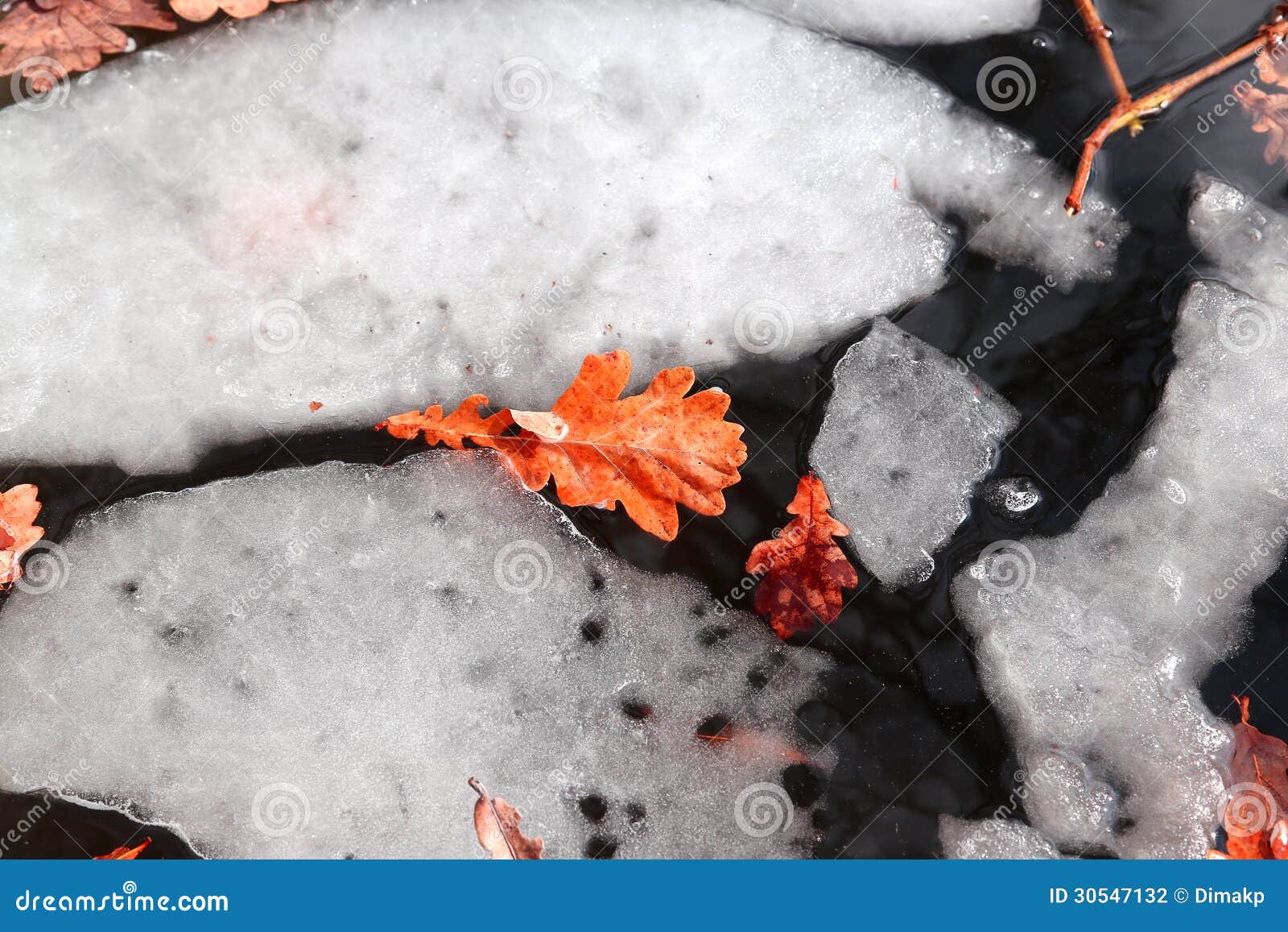 Melted ice yellow leaves stock photo. Image of maple - 30547132
