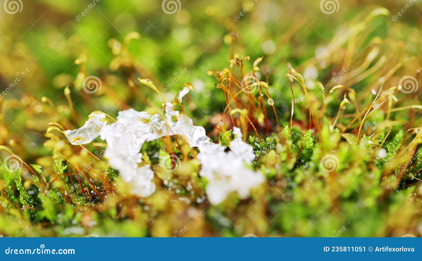 Melting Ice. Moss with Water, Light Leaks Stock Video - Video of plants ...