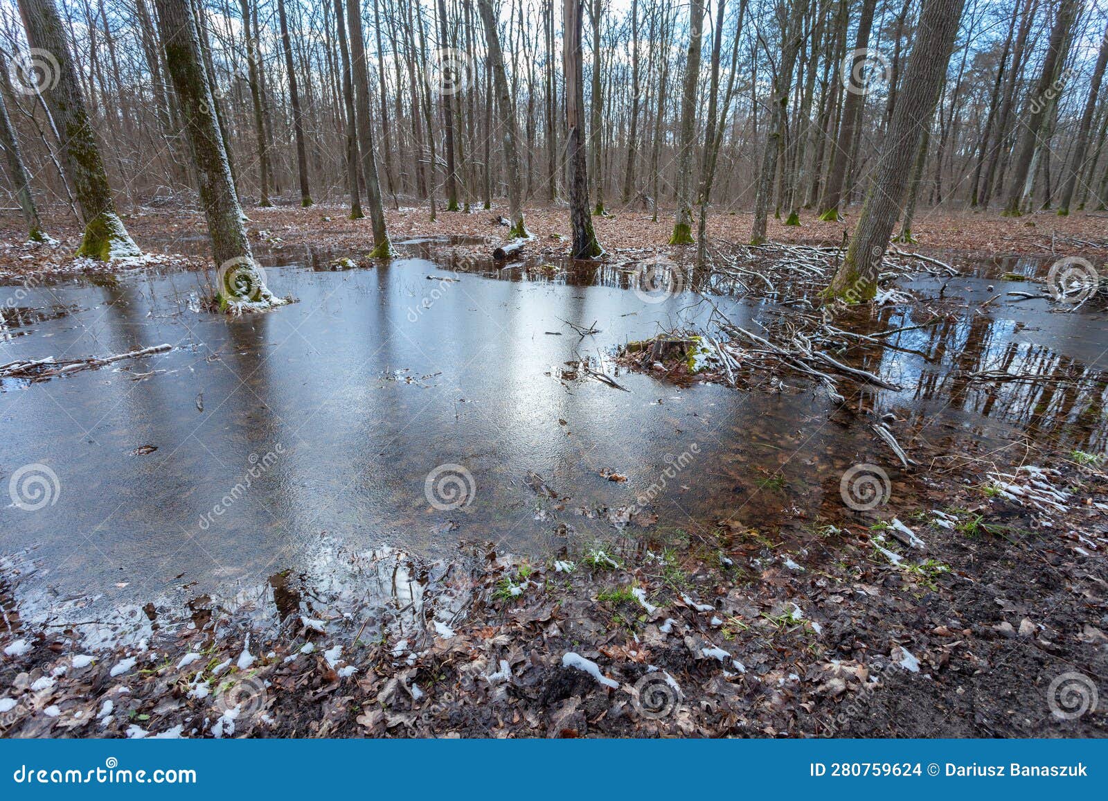 Melting Ice on the Water in the Forest Stock Photo - Image of lake ...