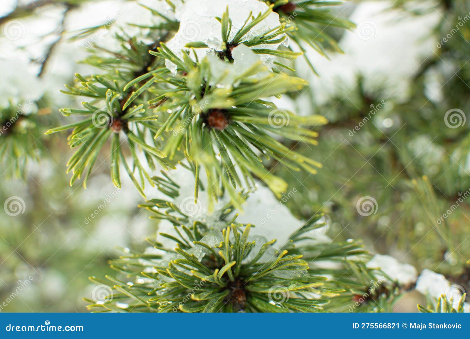 Melting Snow on a Branch of a Pine Tree. Winter Nature Concept Stock ...