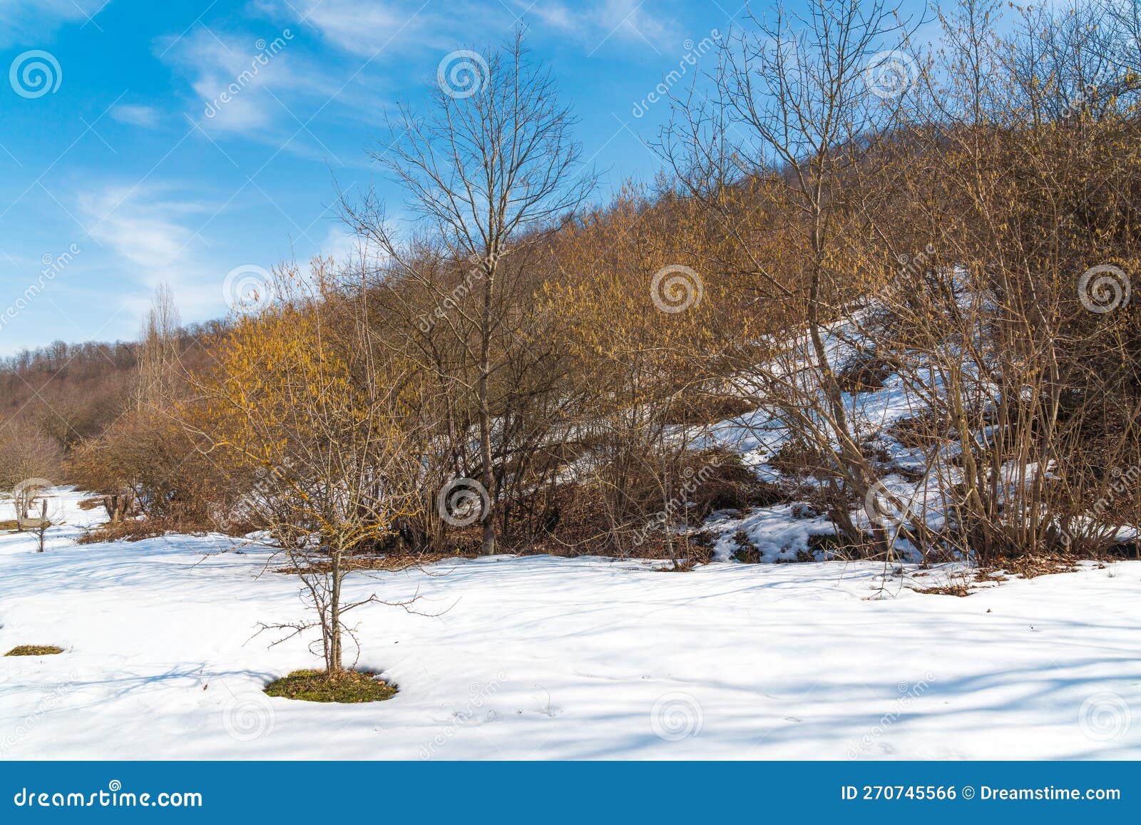 Melting Snow in Early Spring and the First Thaw Stock Photo - Image of ...