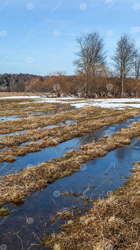 Melting Snow in Fields and Around Trees. Snow Thawed Patches Stock ...