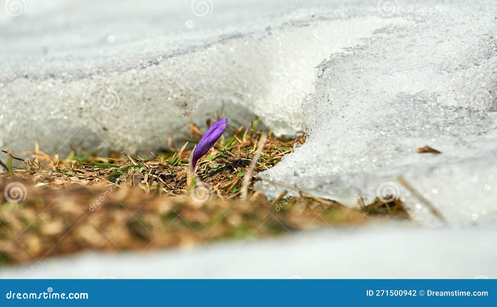 The Melting of the Snow on the Fields in Early Spring Stock Photo ...