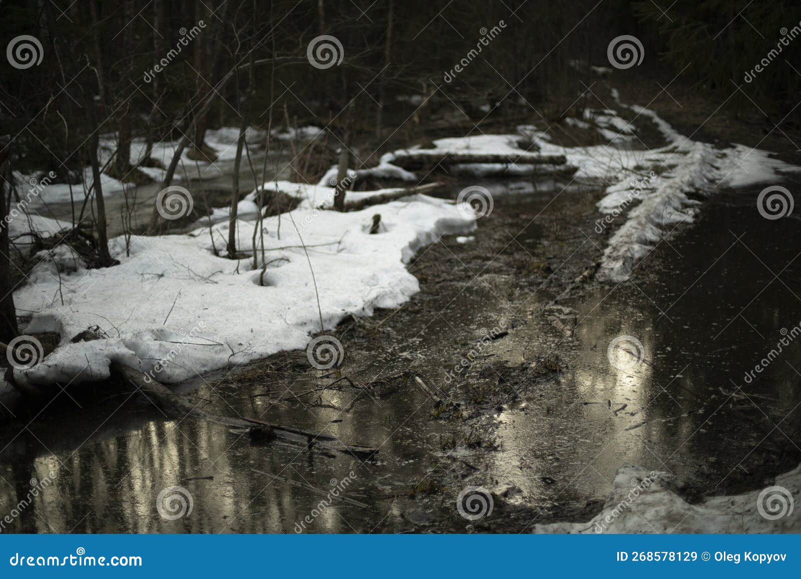 Melting Snow in Forest in Evening. Details of Nature in Spring Stock ...