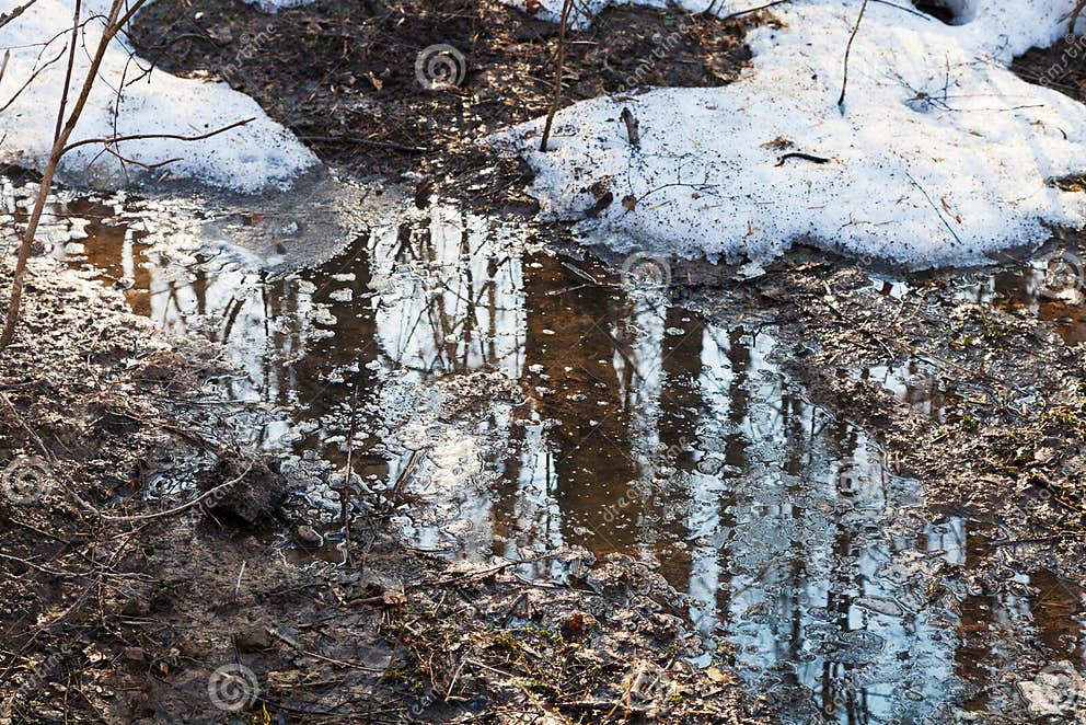 Melting snow in forest stock photo. Image of frost, glade - 32437064