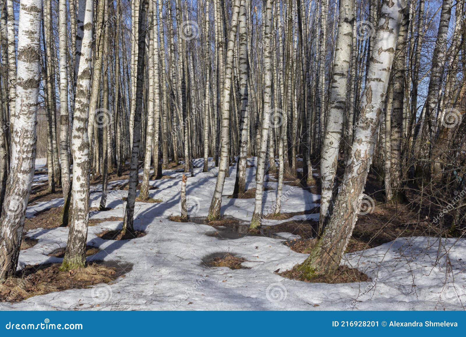 Melting Snow in Forest. Spring Stock Image - Image of blue, ecology ...