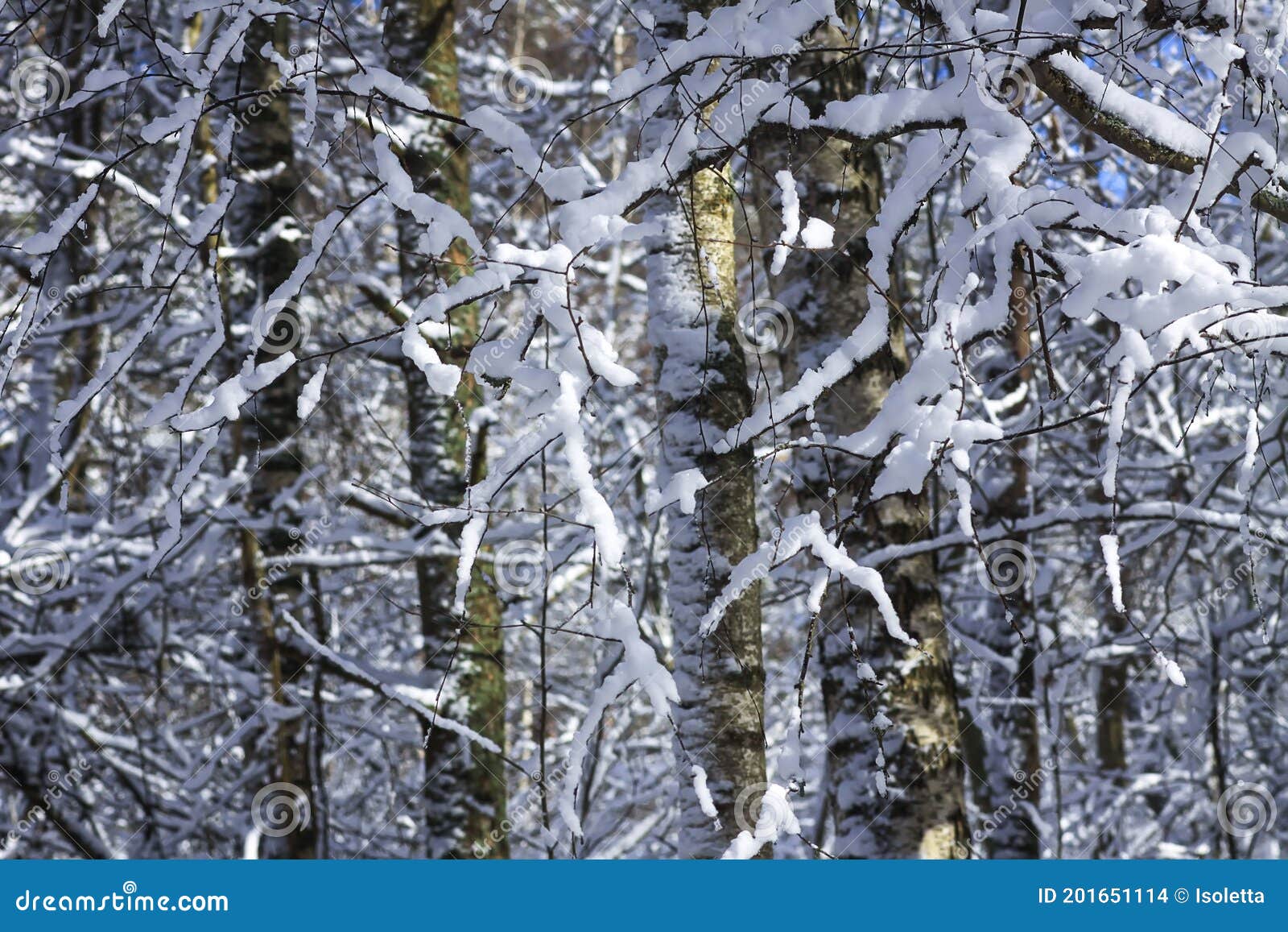 Melting Snow on Forest Tree Branches in Sunny Winter Day Stock Photo ...