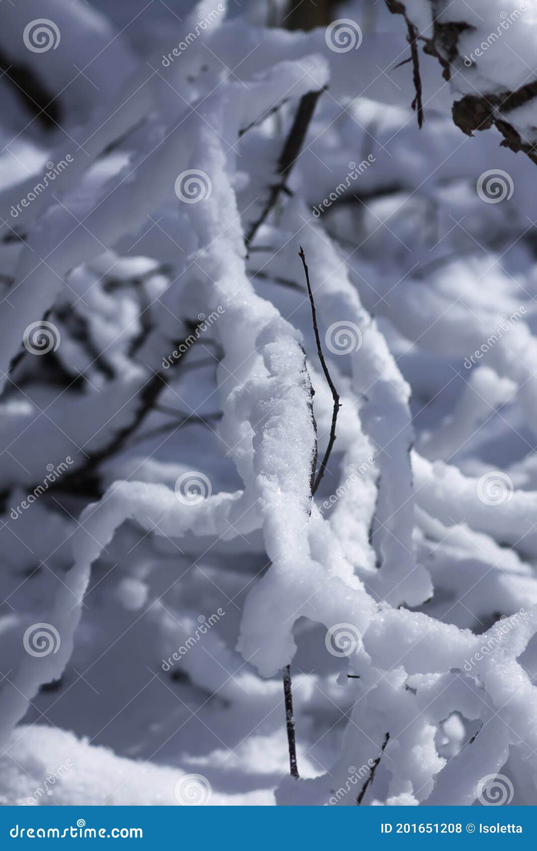 Melting Snow on Forest Tree Branches in Sunny Winter Day Stock Photo ...