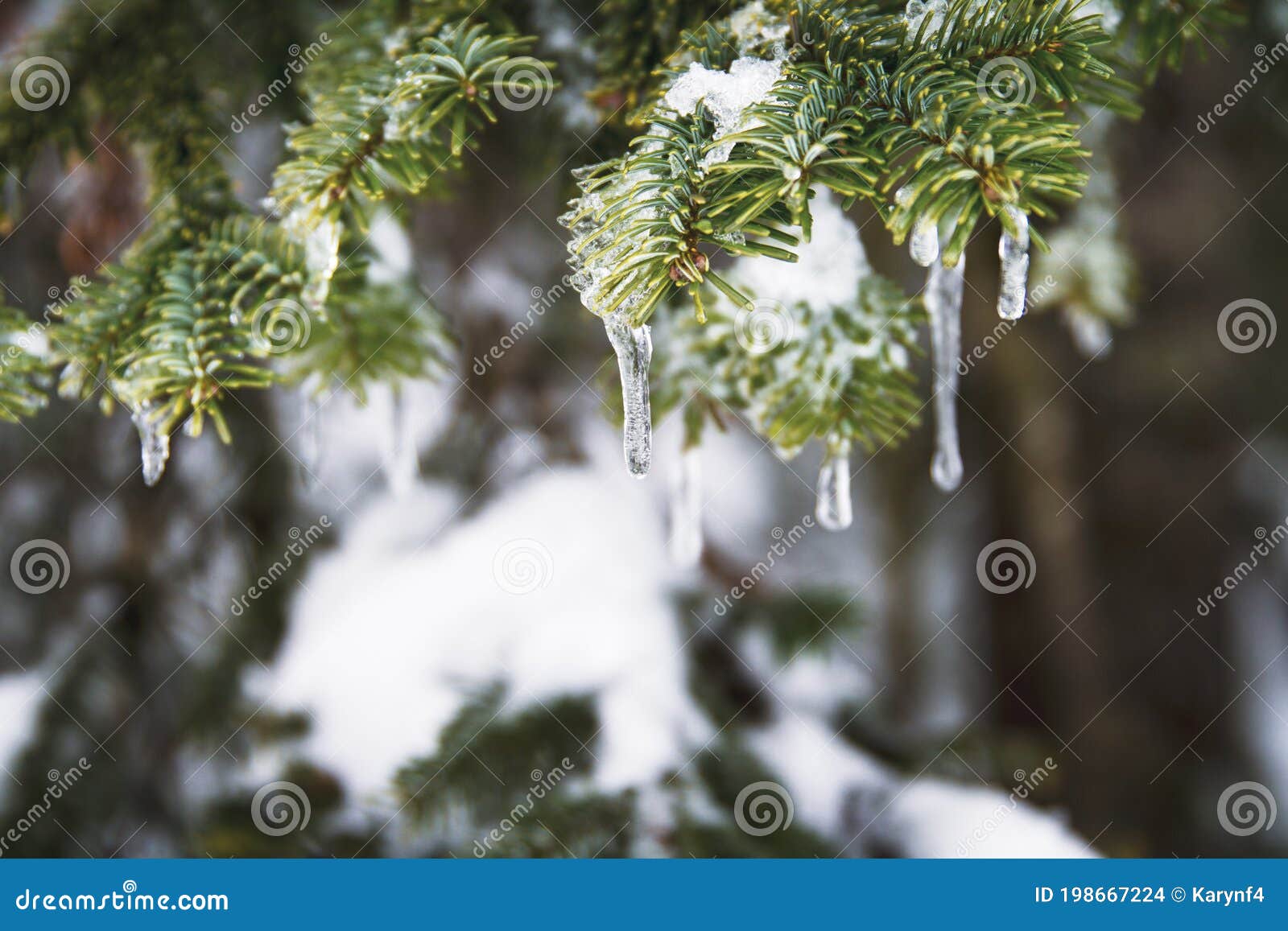 Beautiful Icicles Hanging from a Branch of an Evergreen Tree Stock ...