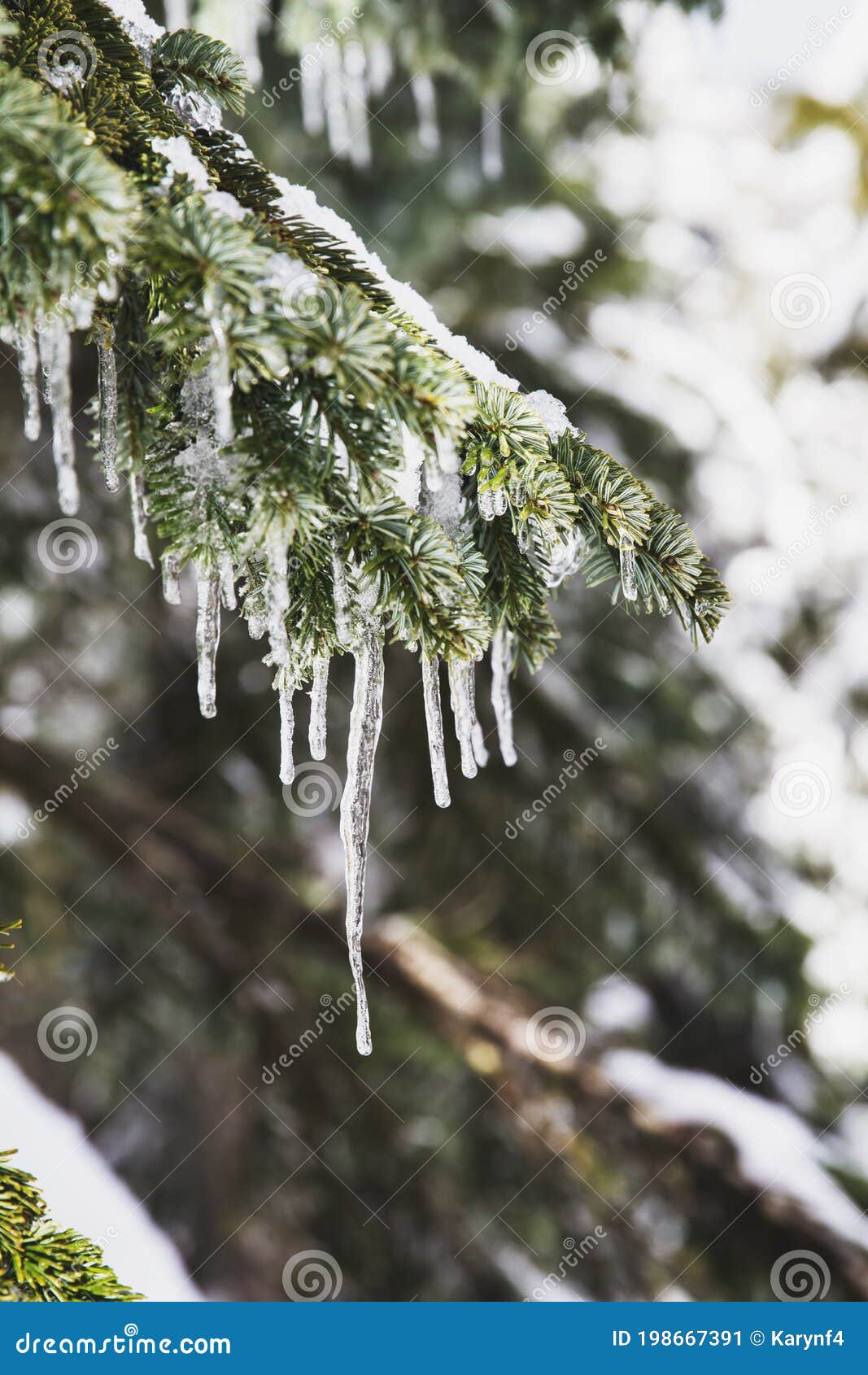 Beautiful Icicles Hanging from a Branch of an Evergreen Tree Stock ...