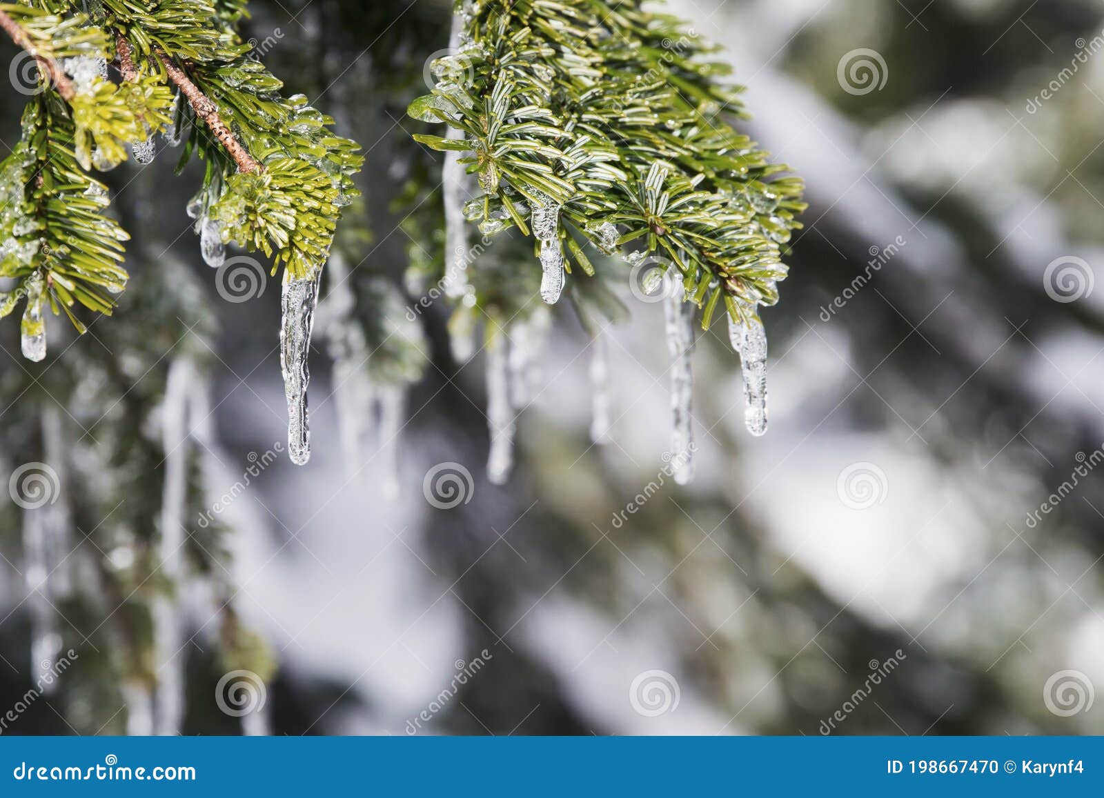 Beautiful Icicles Hanging from a Branch of an Evergreen Tree Stock ...