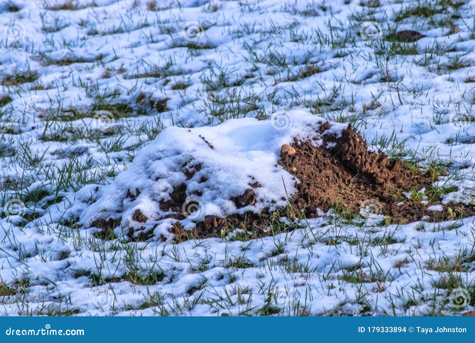 Melting Snow on a Grassy Mole Hill Stock Photo - Image of mole, beauty ...