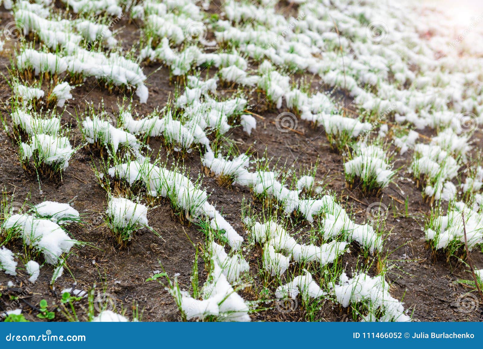 Melting Snow on a Green Grass. Spring Scene Stock Photo - Image of ...