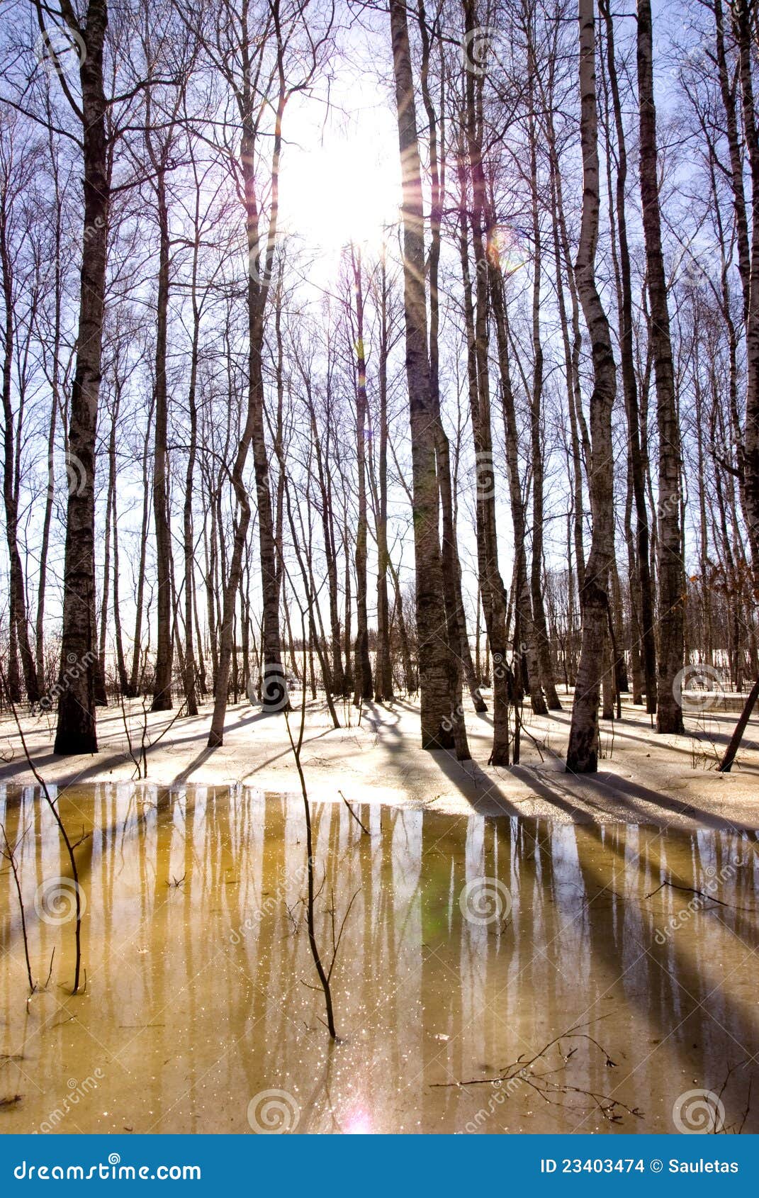 Melting Snow Ice and Birch Tree Trunk Sunlight Stock Photo - Image of ...