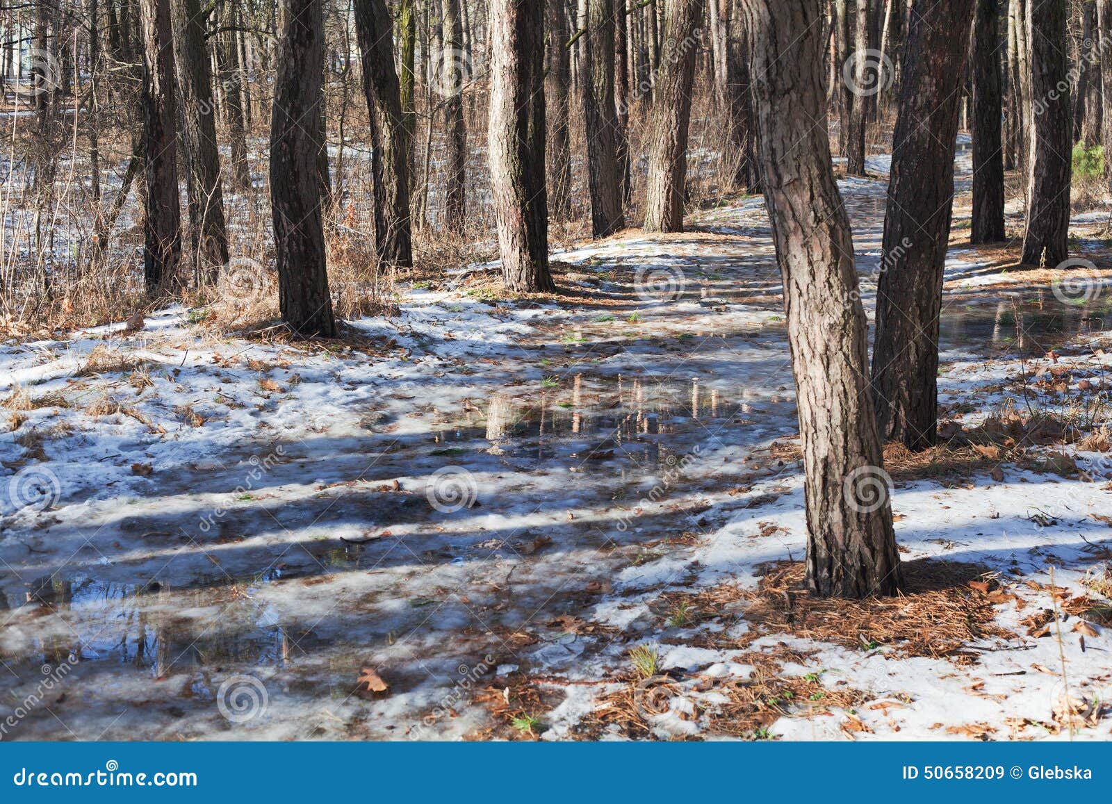 Melting Snow on Path in Pine Forest at Early Spring Stock Image - Image ...