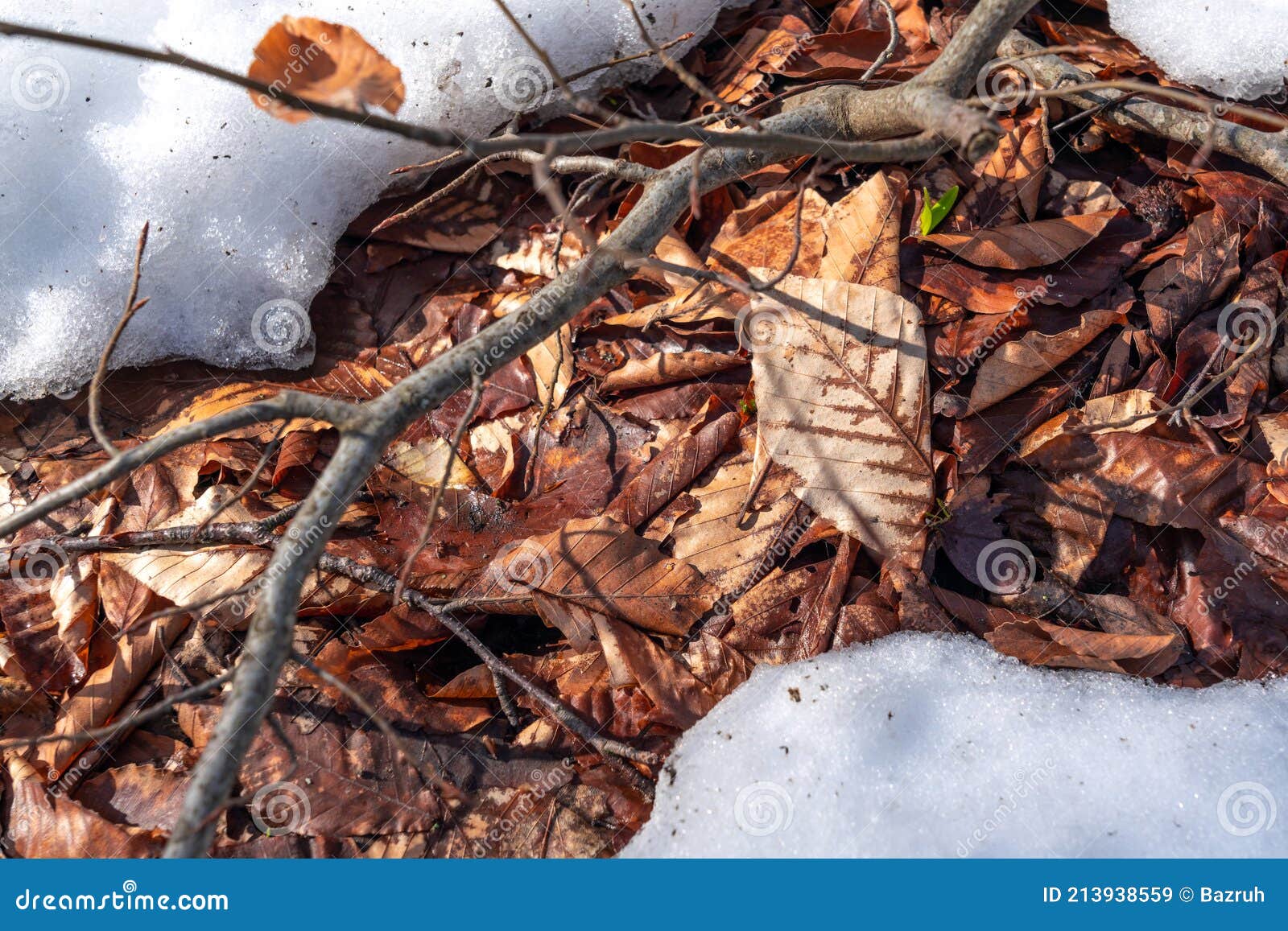 Melting Snow in Spring Forest Stock Image - Image of weather, nature ...