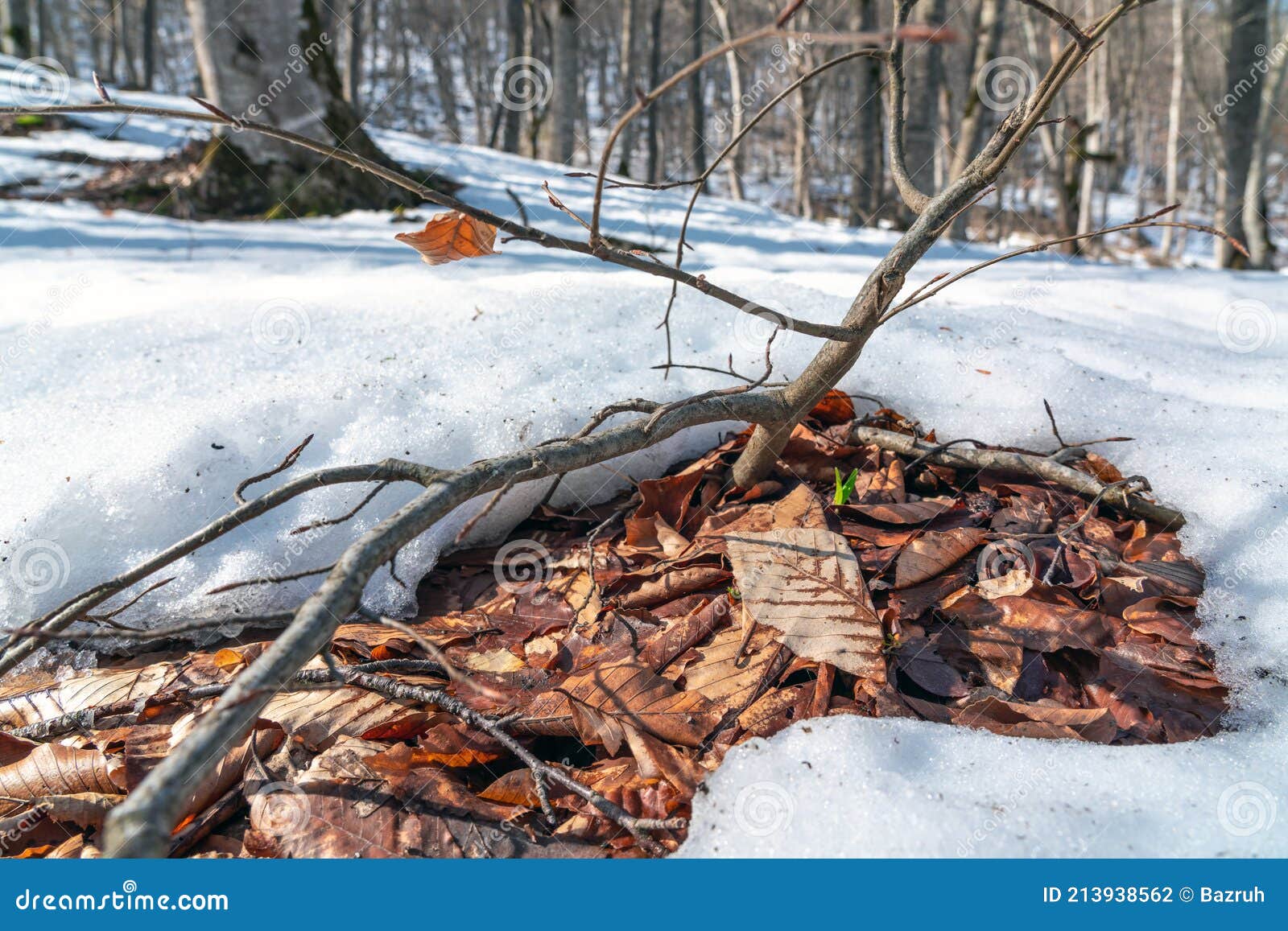 Melting Snow in Spring Forest Stock Photo - Image of landscape, beauty ...