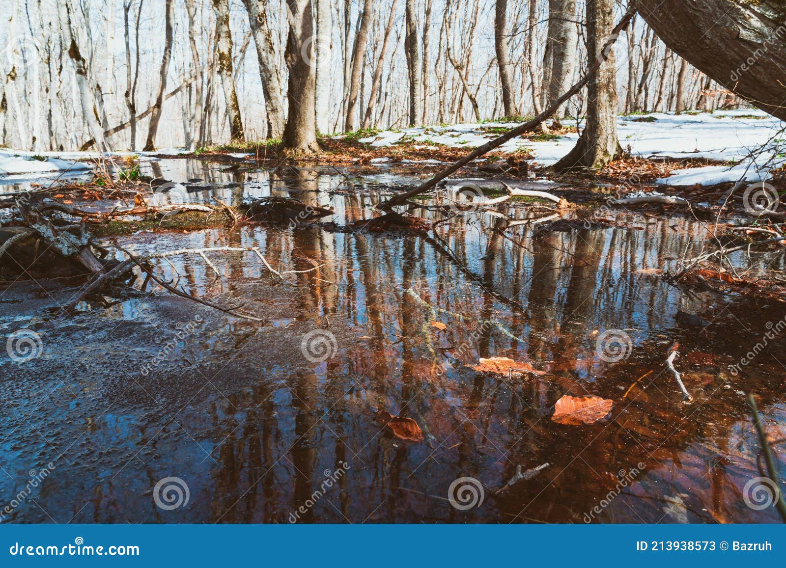 Melting Snow in the Spring Forest Stock Image - Image of frosty, thaw ...