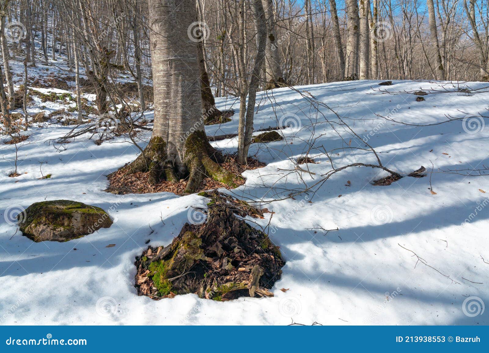 Melting Snow in Spring Forest Stock Image - Image of beauty, reflection ...