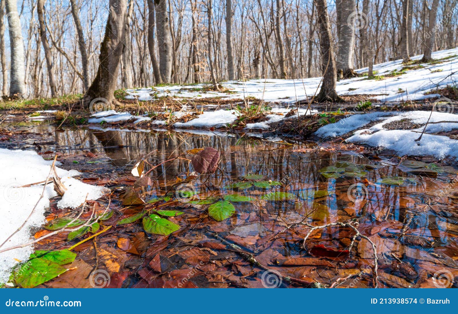 Melting Snow in the Spring Forest Stock Photo - Image of beautiful ...