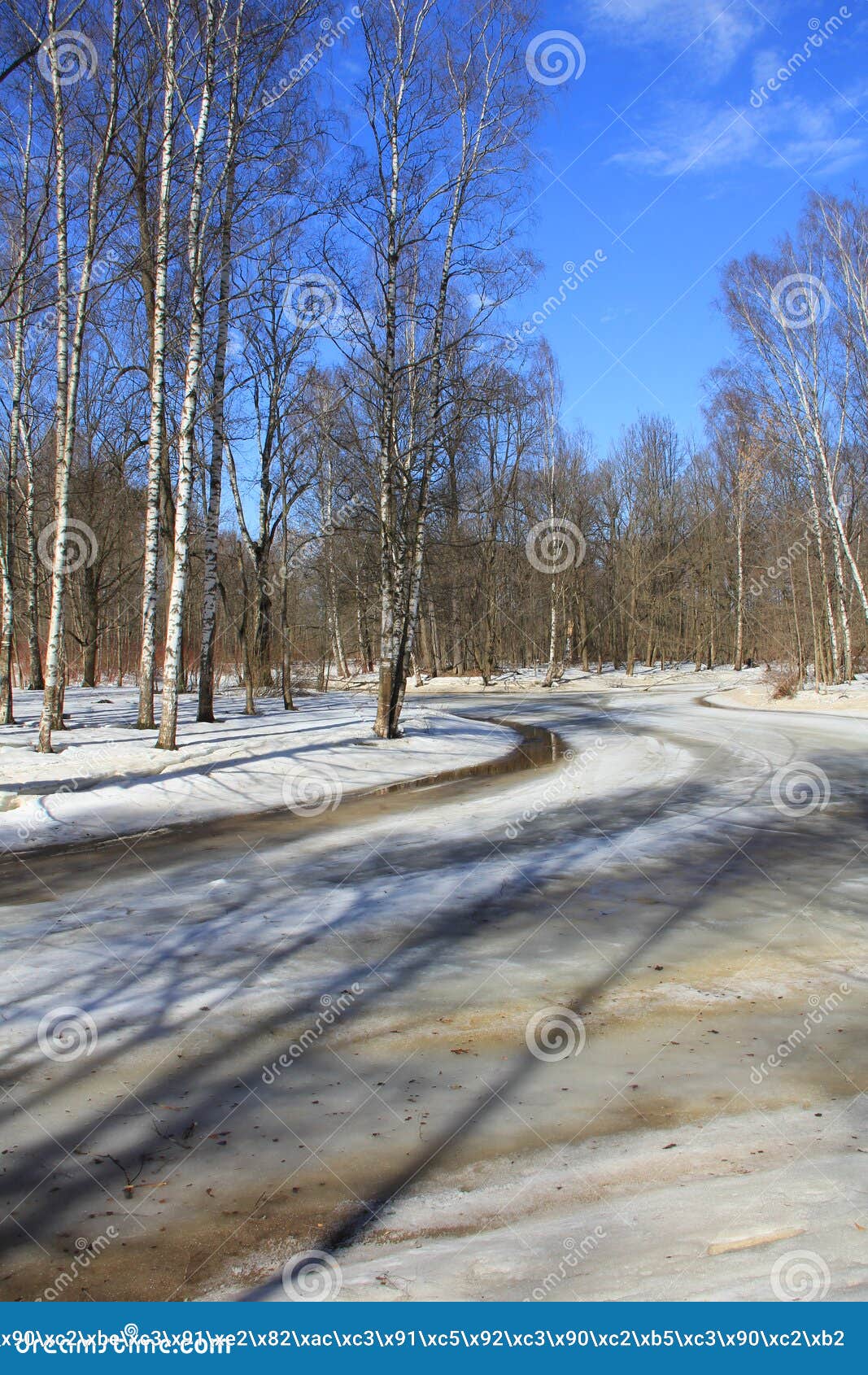 Snow in spring forest five stock photo. Image of frost - 114298796