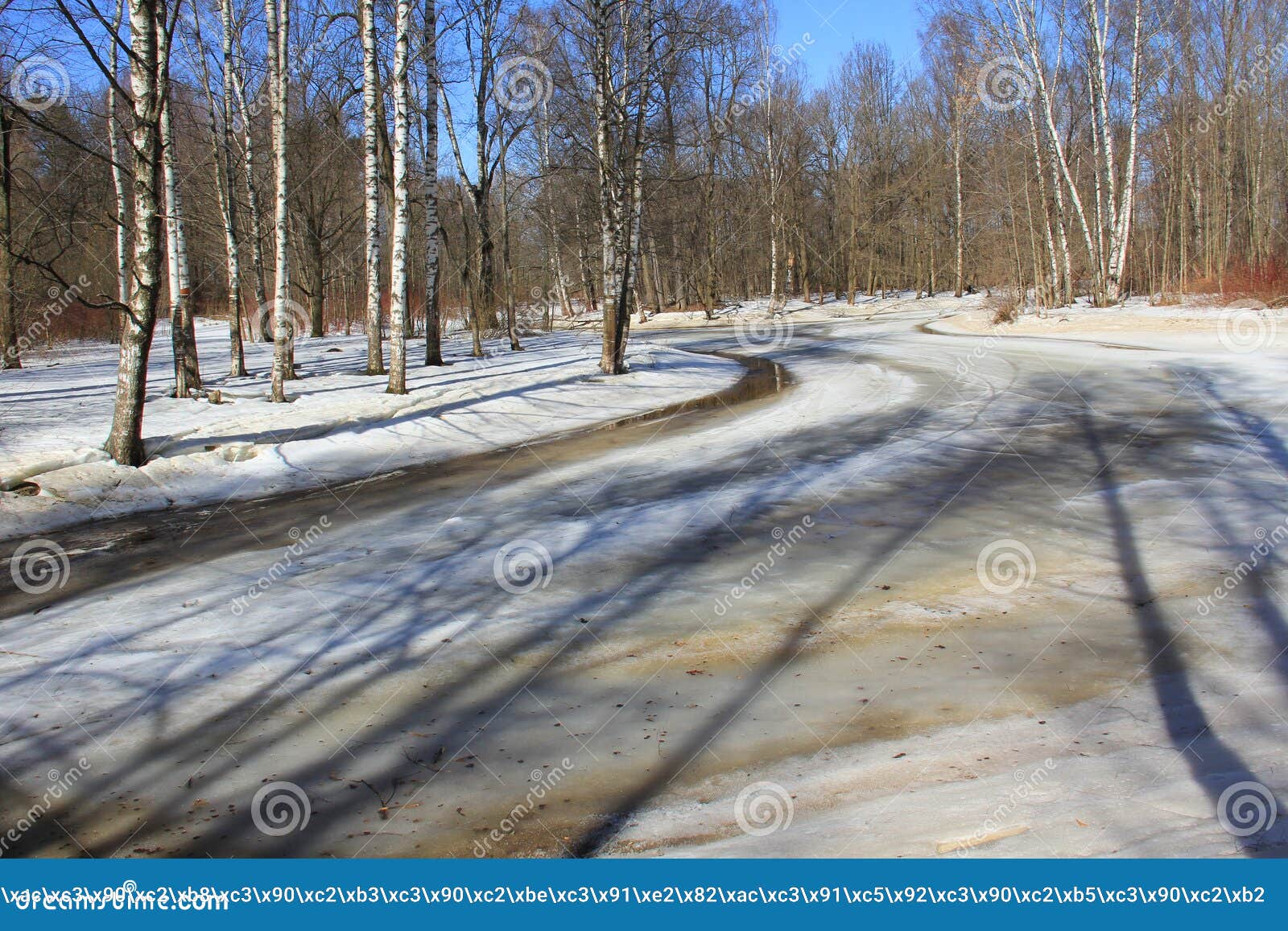 Snow in spring forest four stock photo. Image of tree - 114299202
