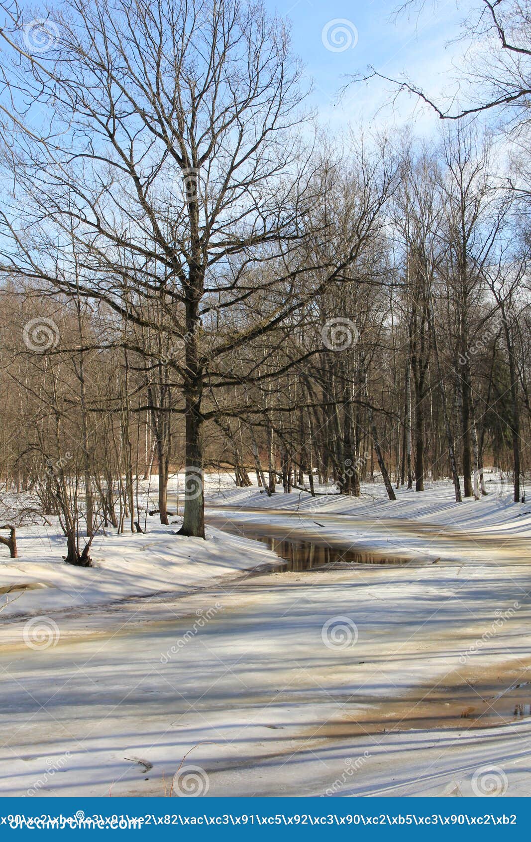 Snow in spring forest two stock photo. Image of land - 114300322