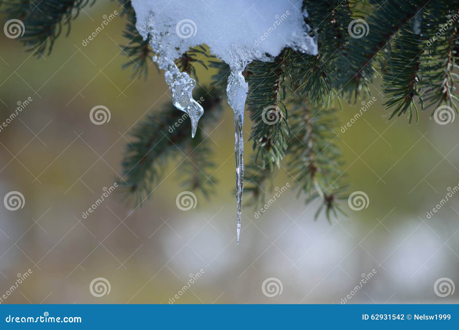 Melting snow on tree. stock photo. Image of everygreen - 62931542