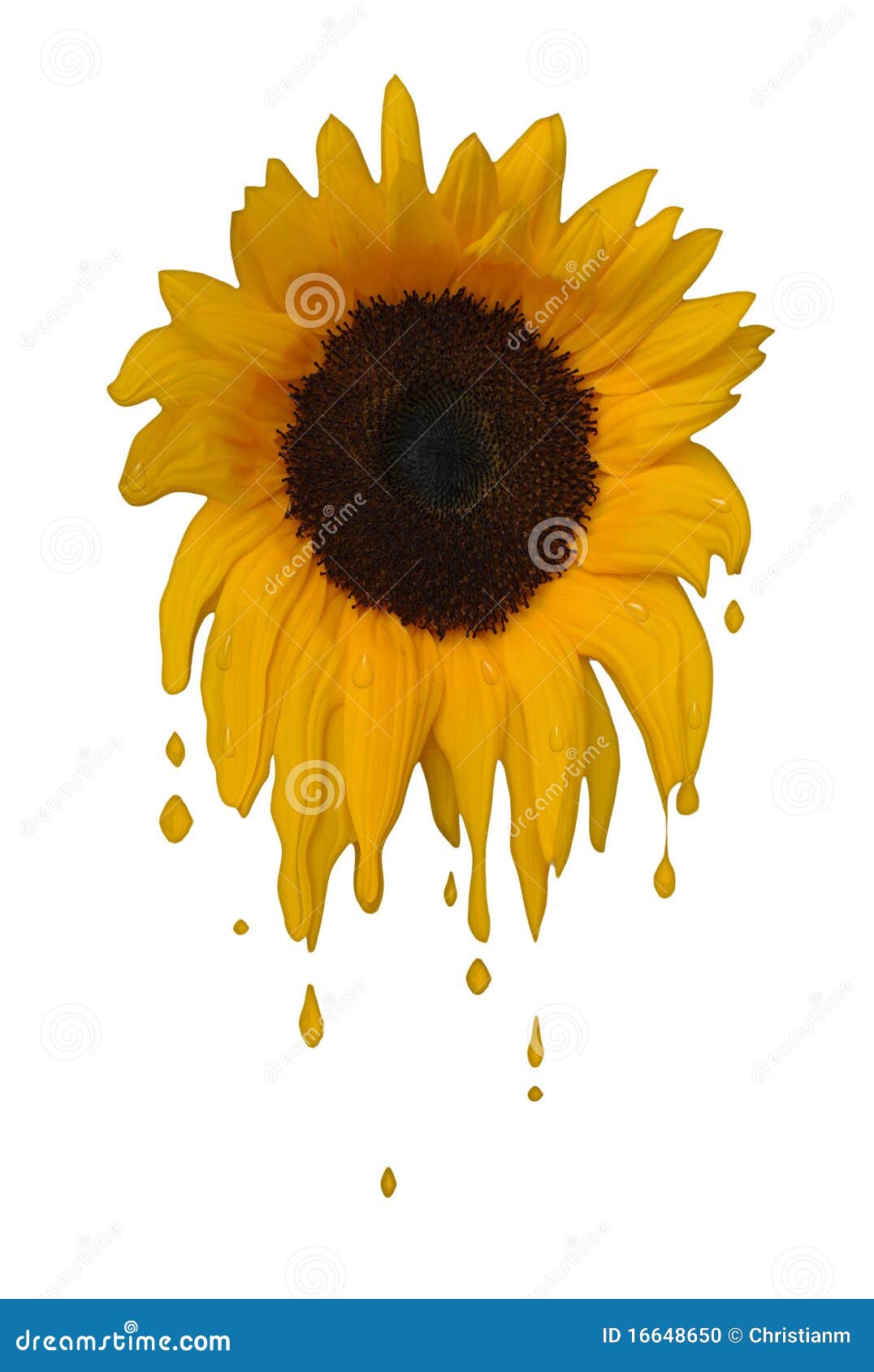 Melting Sunflower stock illustration. Illustration of flower - 16648650