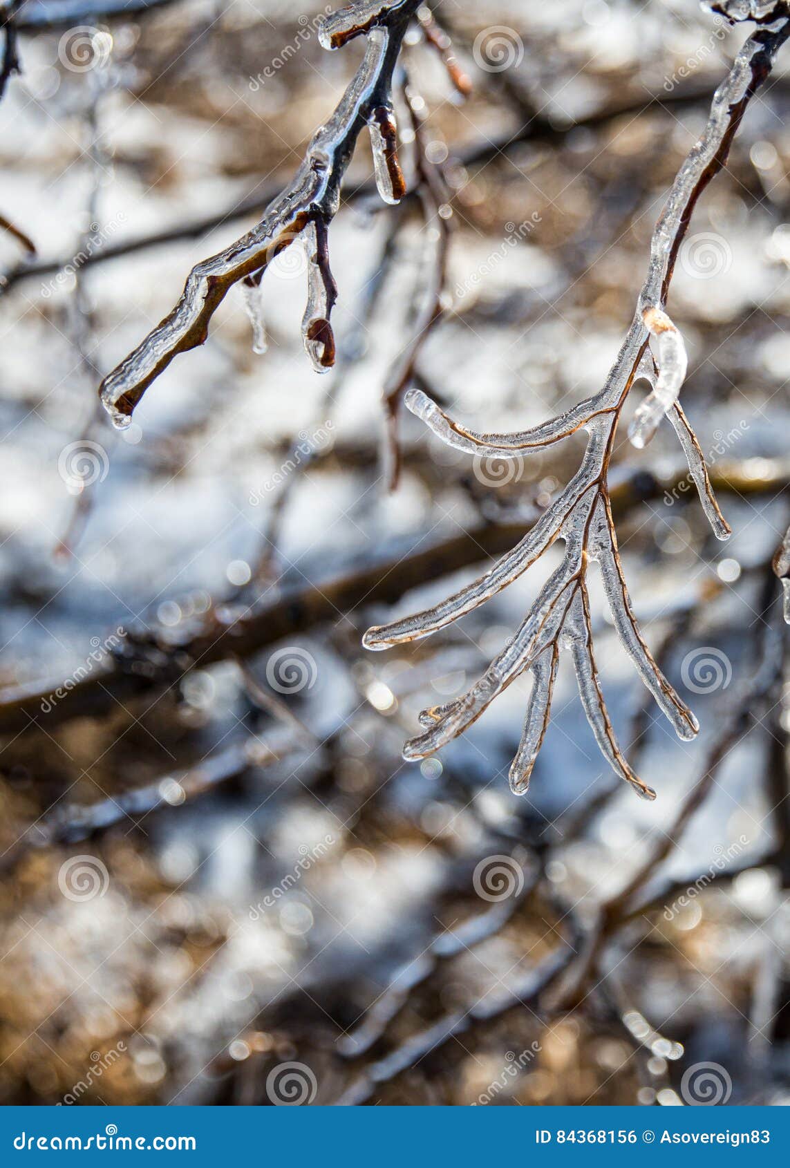 Melting tree branch stock photo. Image of melting, storm - 84368156