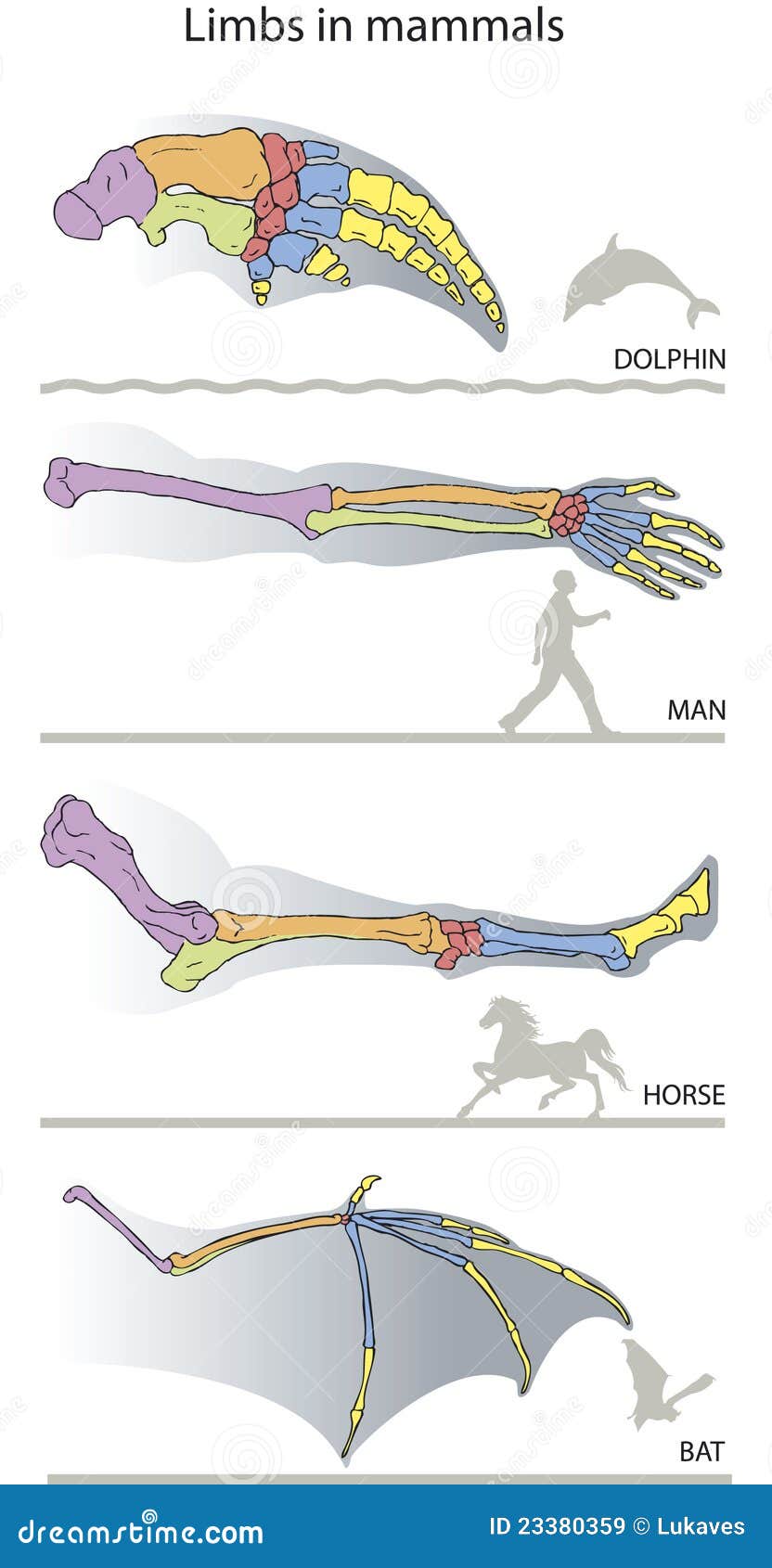 Membra illustrazione vettoriale. Illustrazione di piedino - 23380359