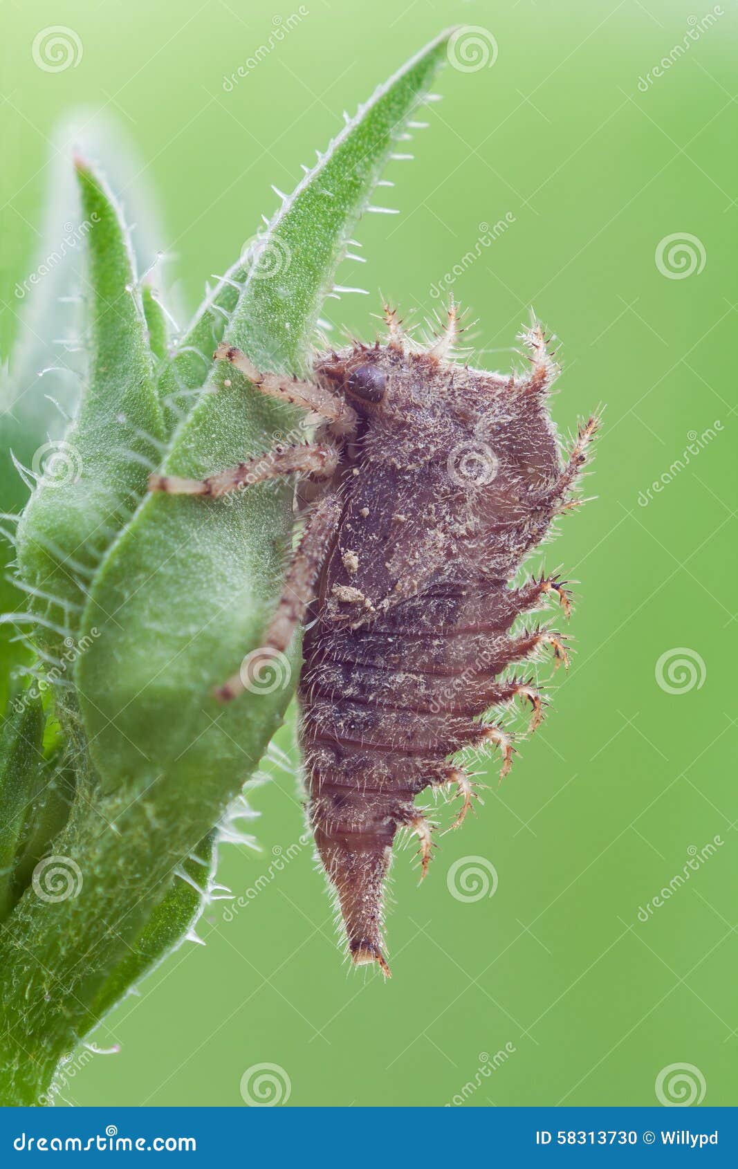 Membracidae stock photo. Image of biology, treehopper - 58313730