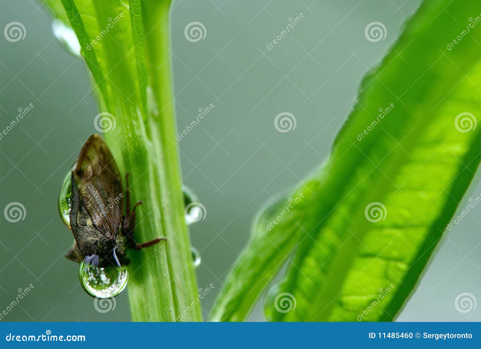 (Membracidae) treehopper stock photo. Image of nature - 11485460