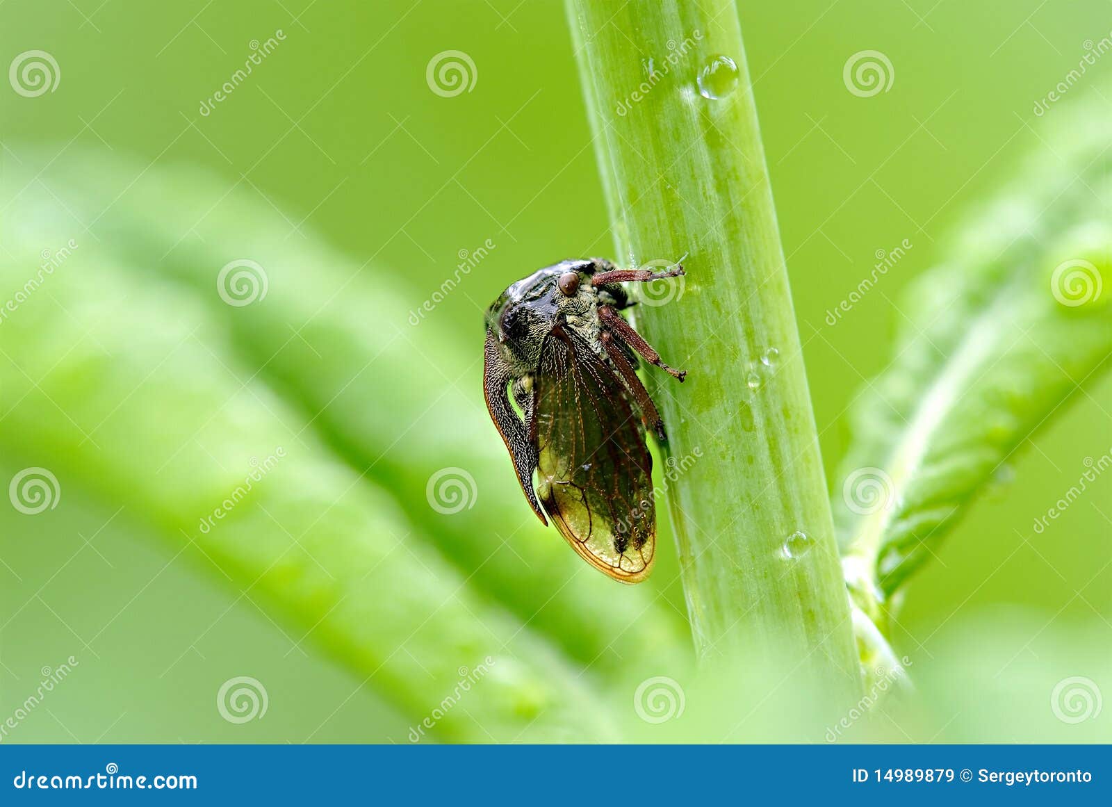 (Membracidae) treehopper stock image. Image of wing, outdoor - 14989879