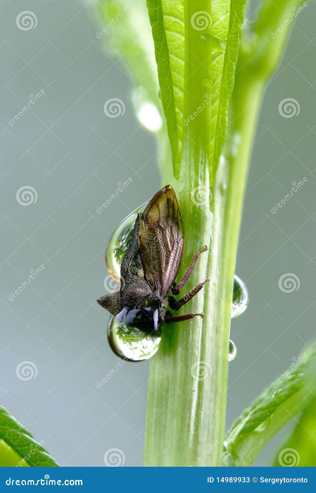 (Membracidae) treehopper stock image. Image of flora - 14989933
