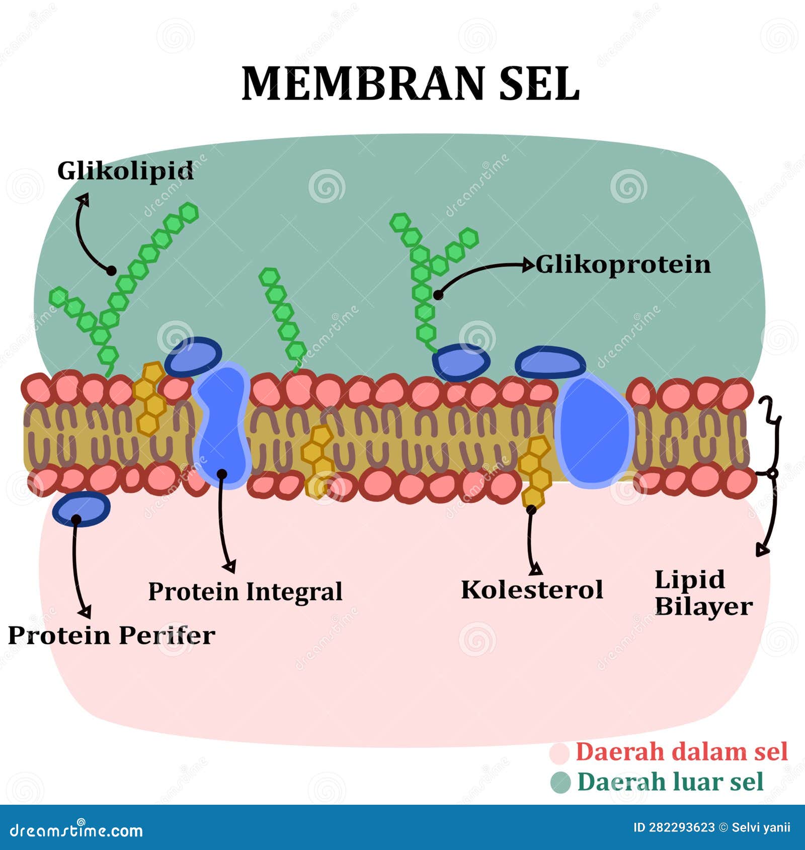 Cell Membran - with Description Stock Illustration - Illustration of ...