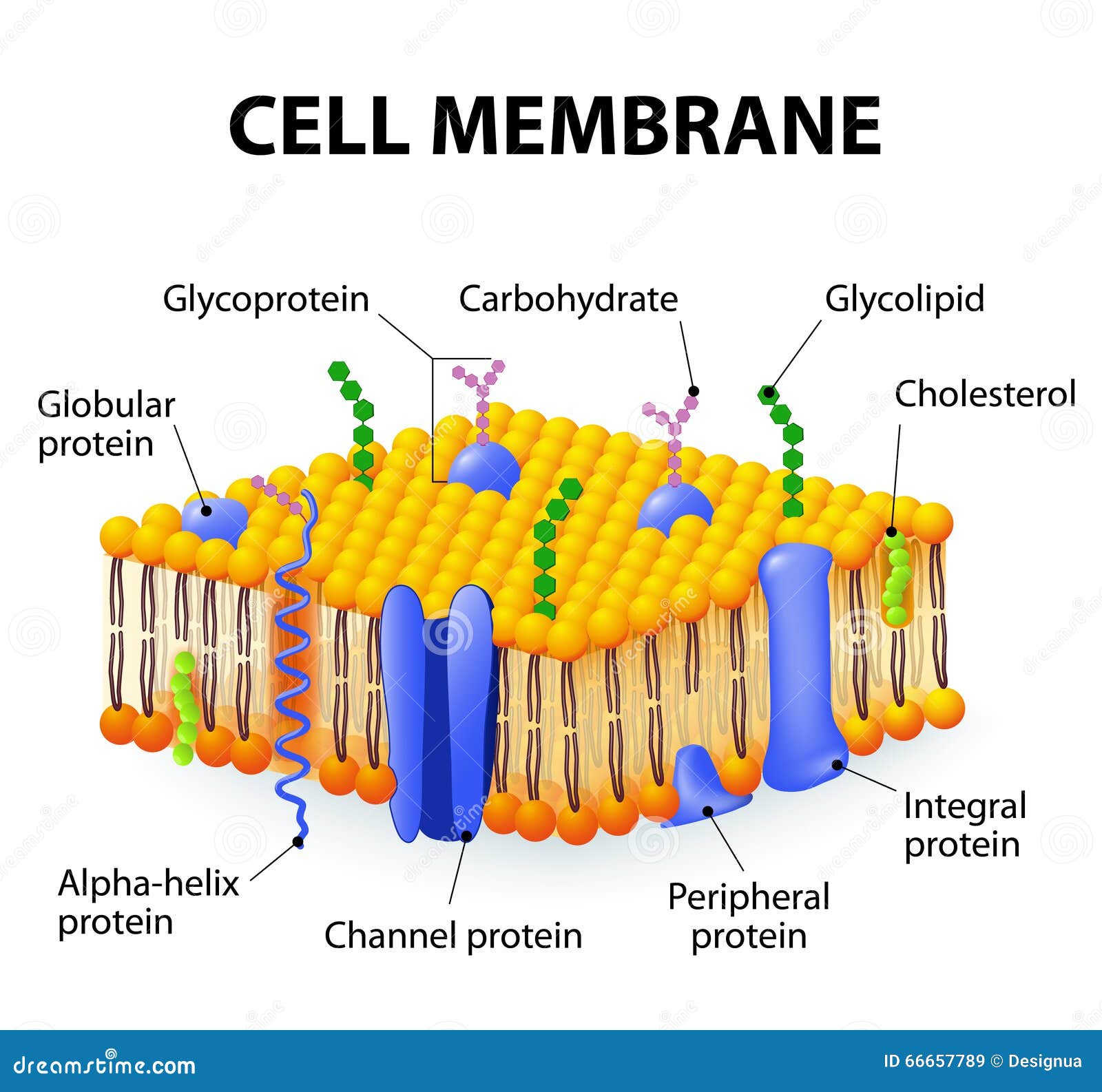 Membrane cellulaire illustration de vecteur. Illustration du cytoplasme ...