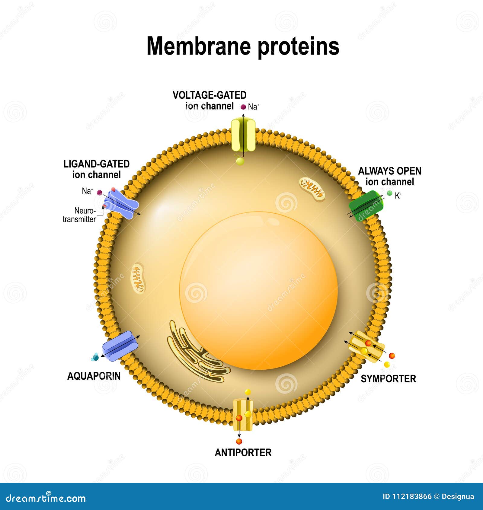 Membrane Cellulaire Avec Des Canaux D'ion Illustration de Vecteur ...