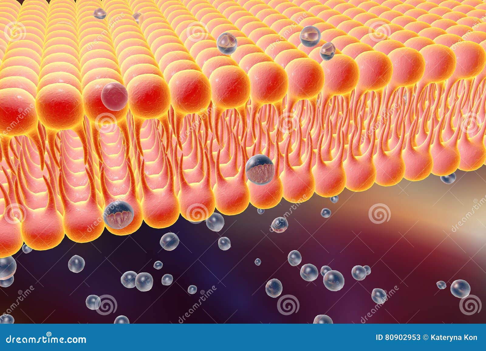 Membrane Cellulaire Avec La Diffusion Des Molécules Illustration Stock ...